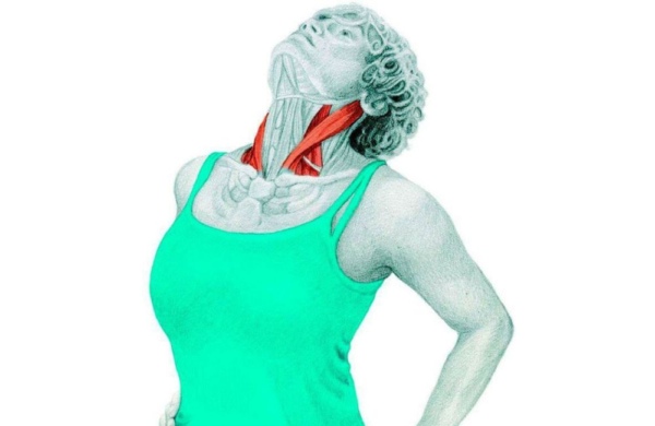 30 Muscle Stretching Techniques That'll Teach You How To Stretch Every ...
