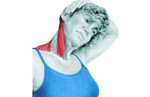 30 Muscle Stretching Techniques That'll Teach You How To Stretch Every ...