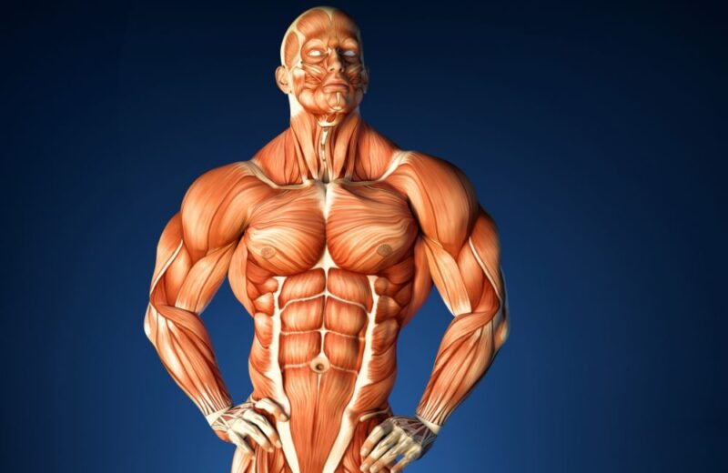 These Six Moves Dumbbell Workouts Are All You Need To Build Muscle All Over